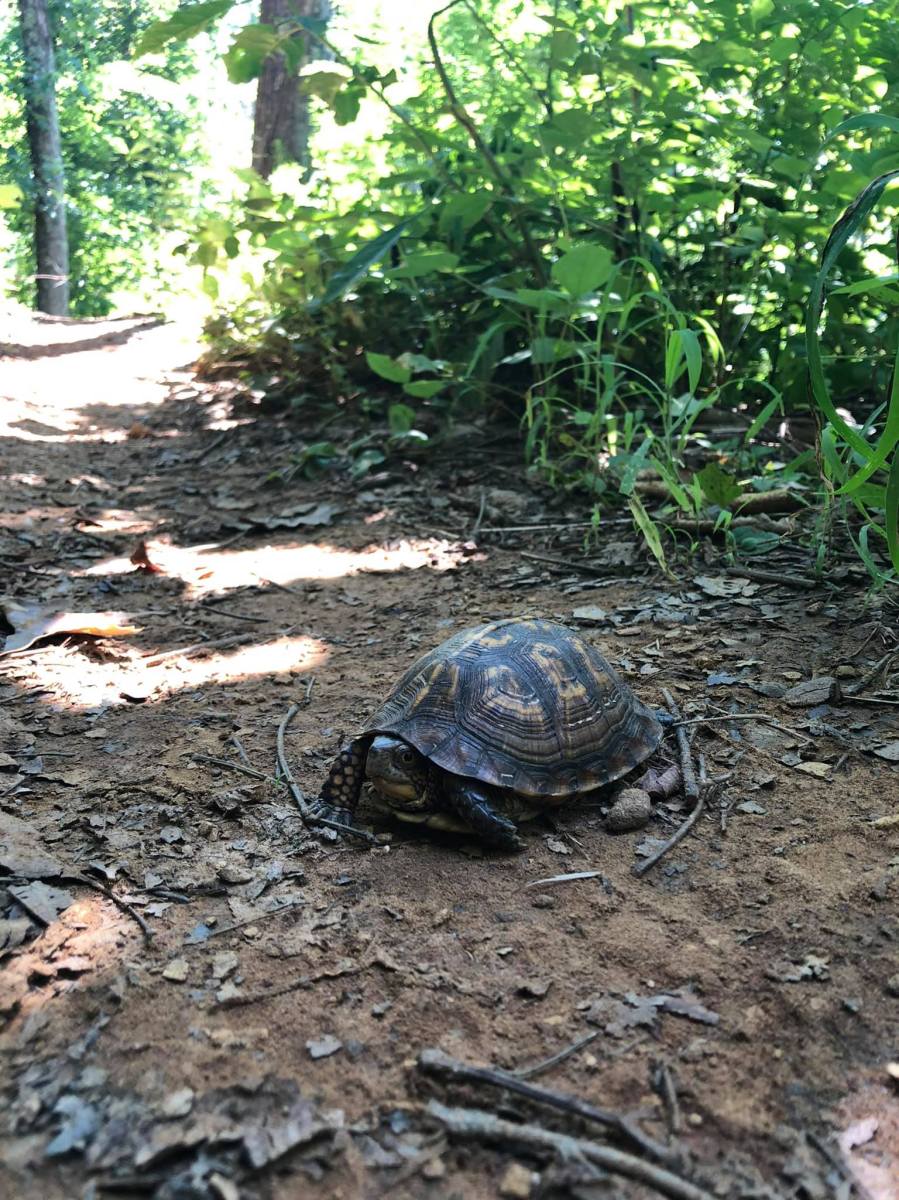 National Introverts Day – Character in the Making